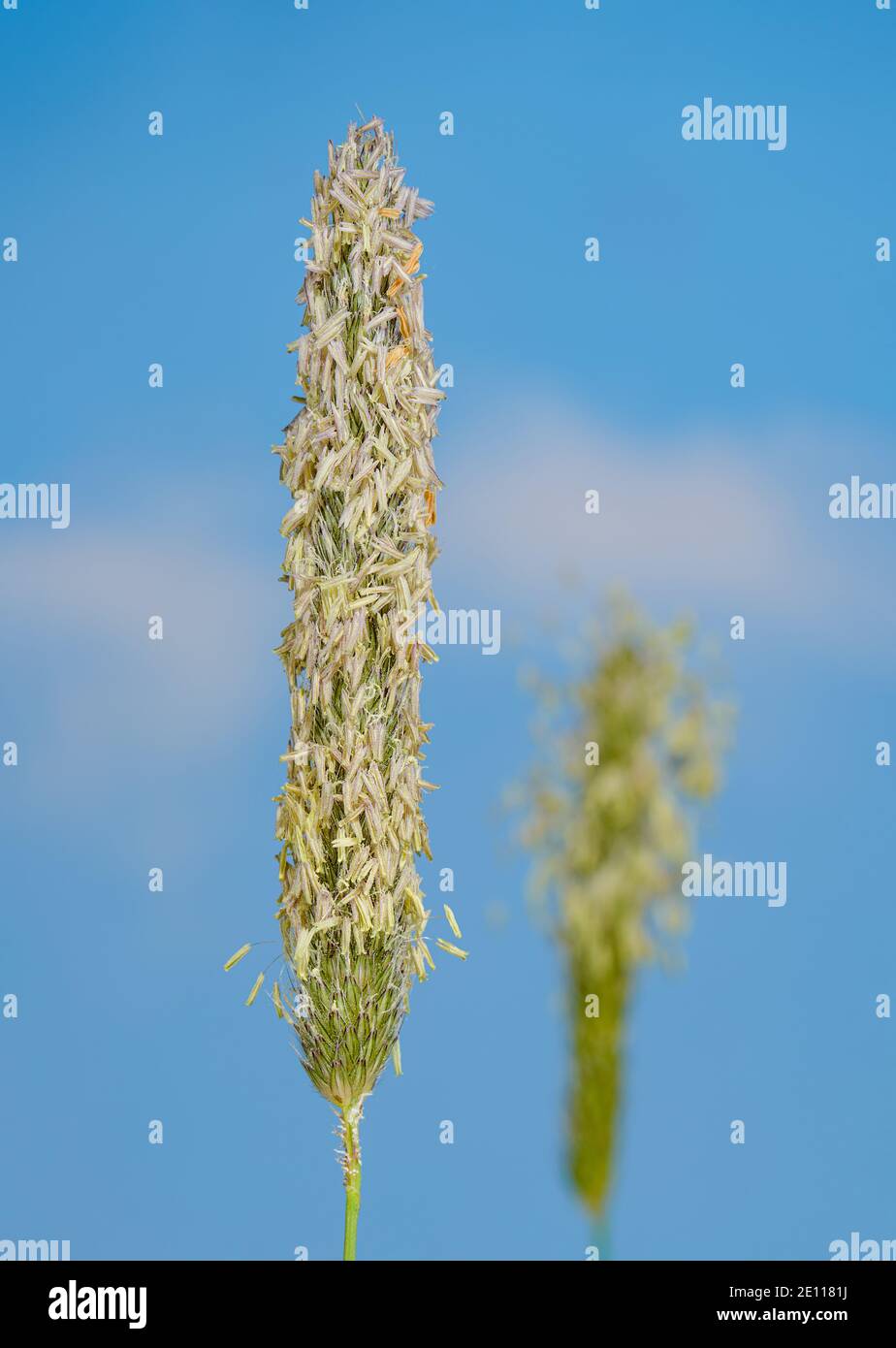 Rye pollen hi-res stock photography and images - Alamy