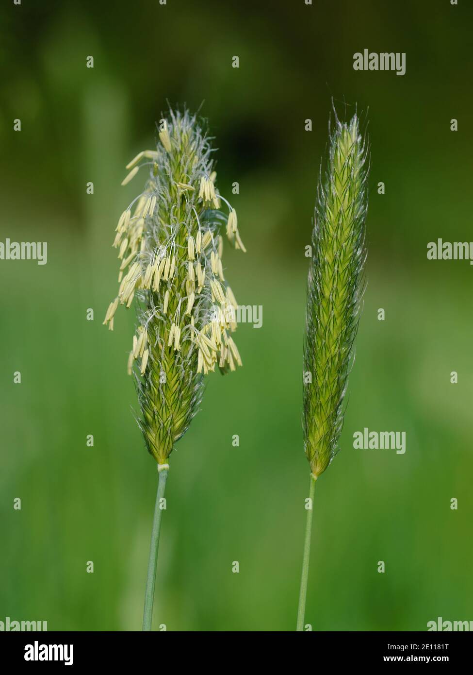 Grasses pollen flying, foxtail pollen, blühendes Gras, Grasblüte mit ...