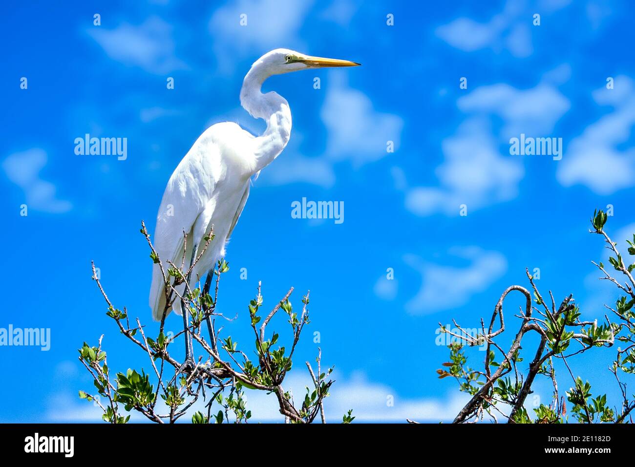 Snowy Egret perched in mangrove trees at the Laura Quinn Wild Bird ...