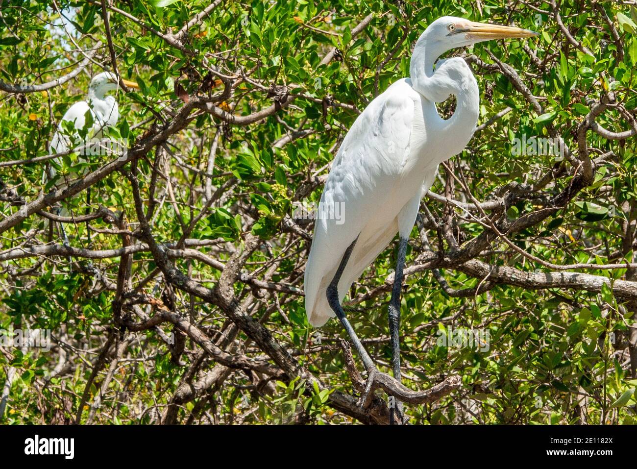 Snow Egrets perch in the mangrove trees at the Laura Quinn Wild Bird ...