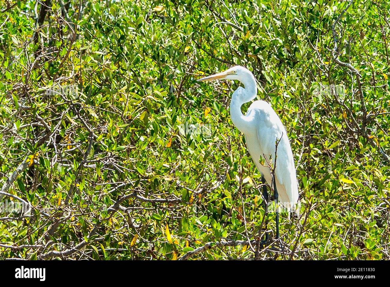 Snowy Egret perched in mangrove trees at the Laura Quinn Wild Bird ...
