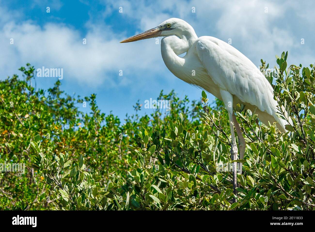 Snowy Egret perched in mangrove trees at the Laura Quinn Wild Bird Sanctuary on Key Largo in the ...