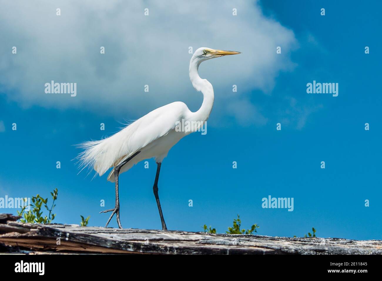 Laura quinn bird hi-res stock photography and images - Alamy