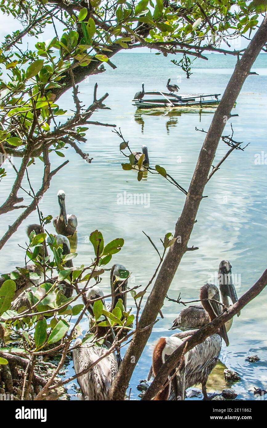 Brown Pelicansalong the shore of Floida Bay at the Laura Quinn Wild ...