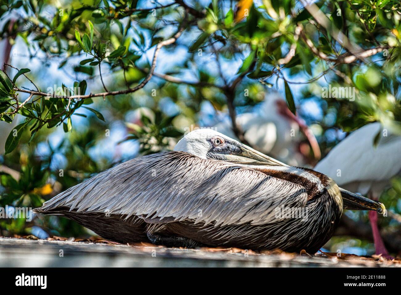 A Brown Pelican roosting on a shed at the Laura Quinn Wild Bird ...