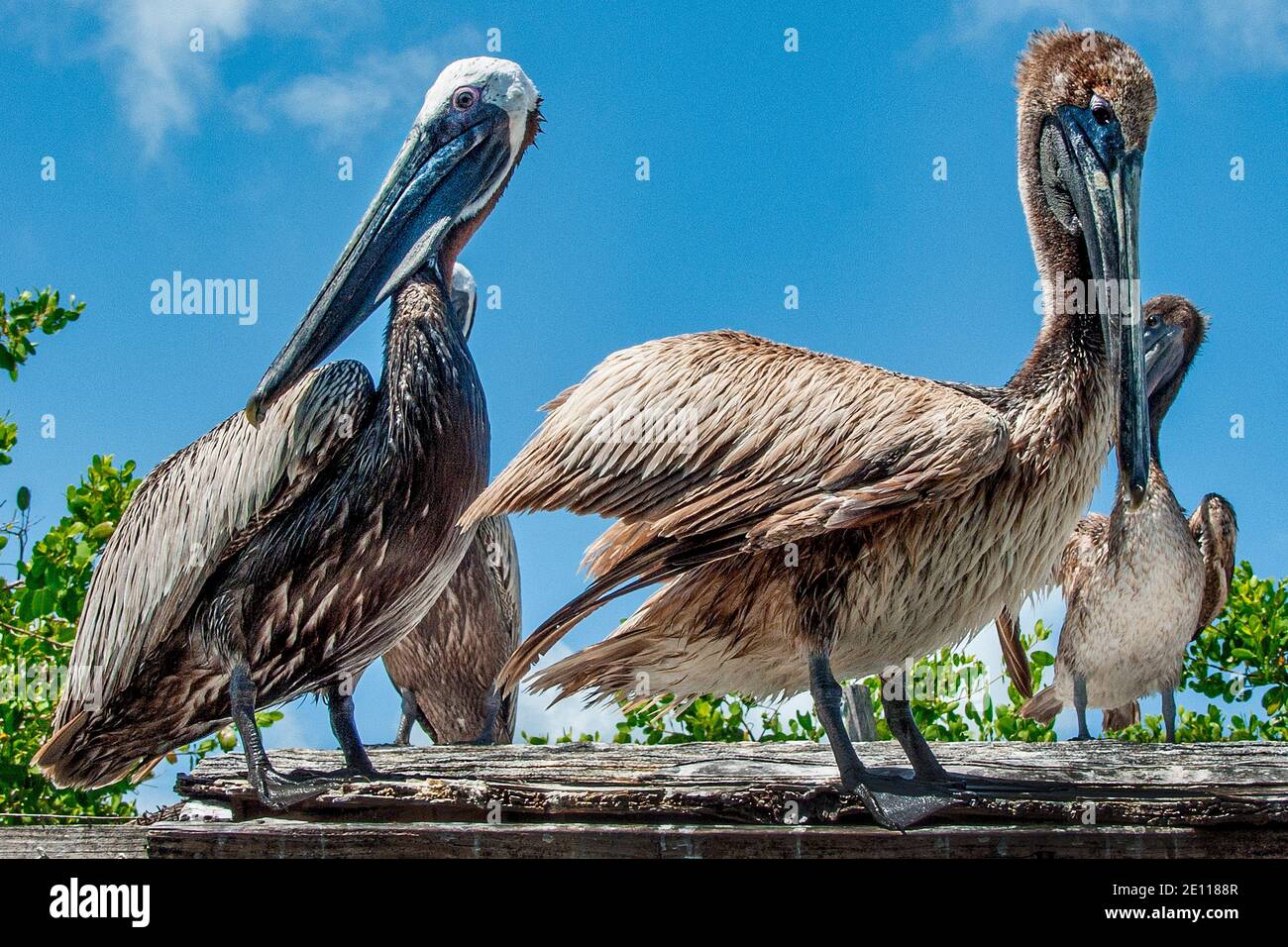 Brown Pelicans perched on a shed at the Laura Quinn Wild Bird Sanctuary ...