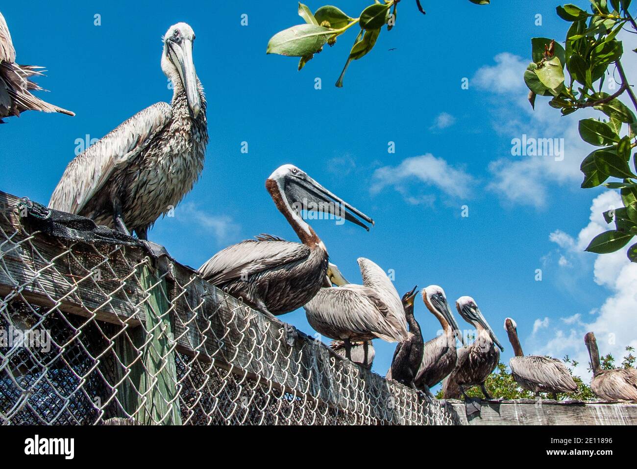 Brown Pelicans standing on an enclosure at the Laura Quinn Wild Bird ...