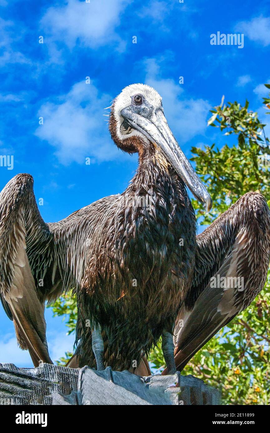 Laura quinn bird hi-res stock photography and images - Alamy