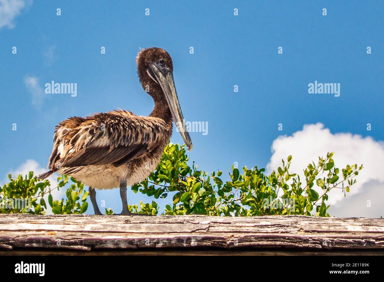 Laura quinn bird hi-res stock photography and images - Alamy