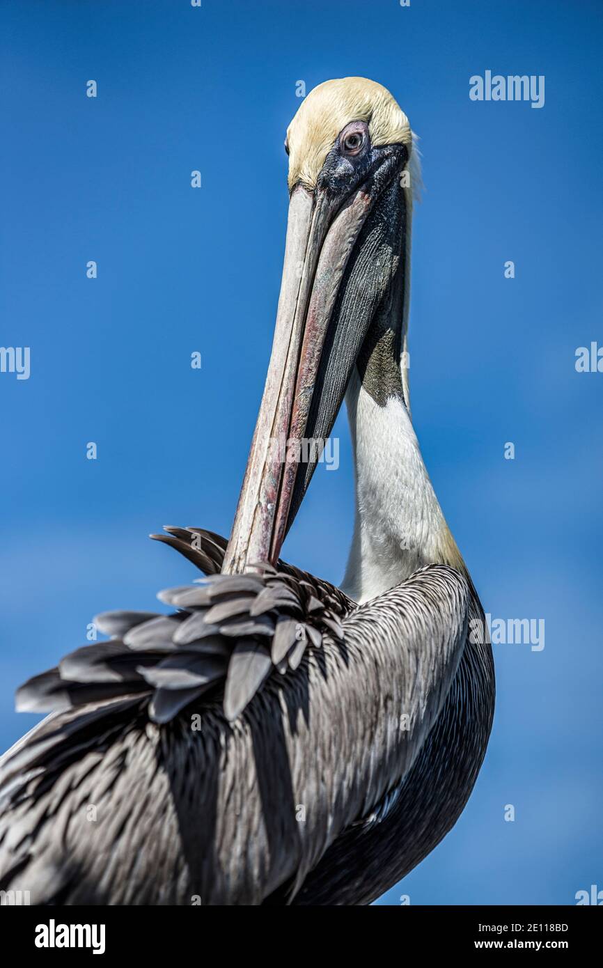 Laura quinn bird hi-res stock photography and images - Alamy
