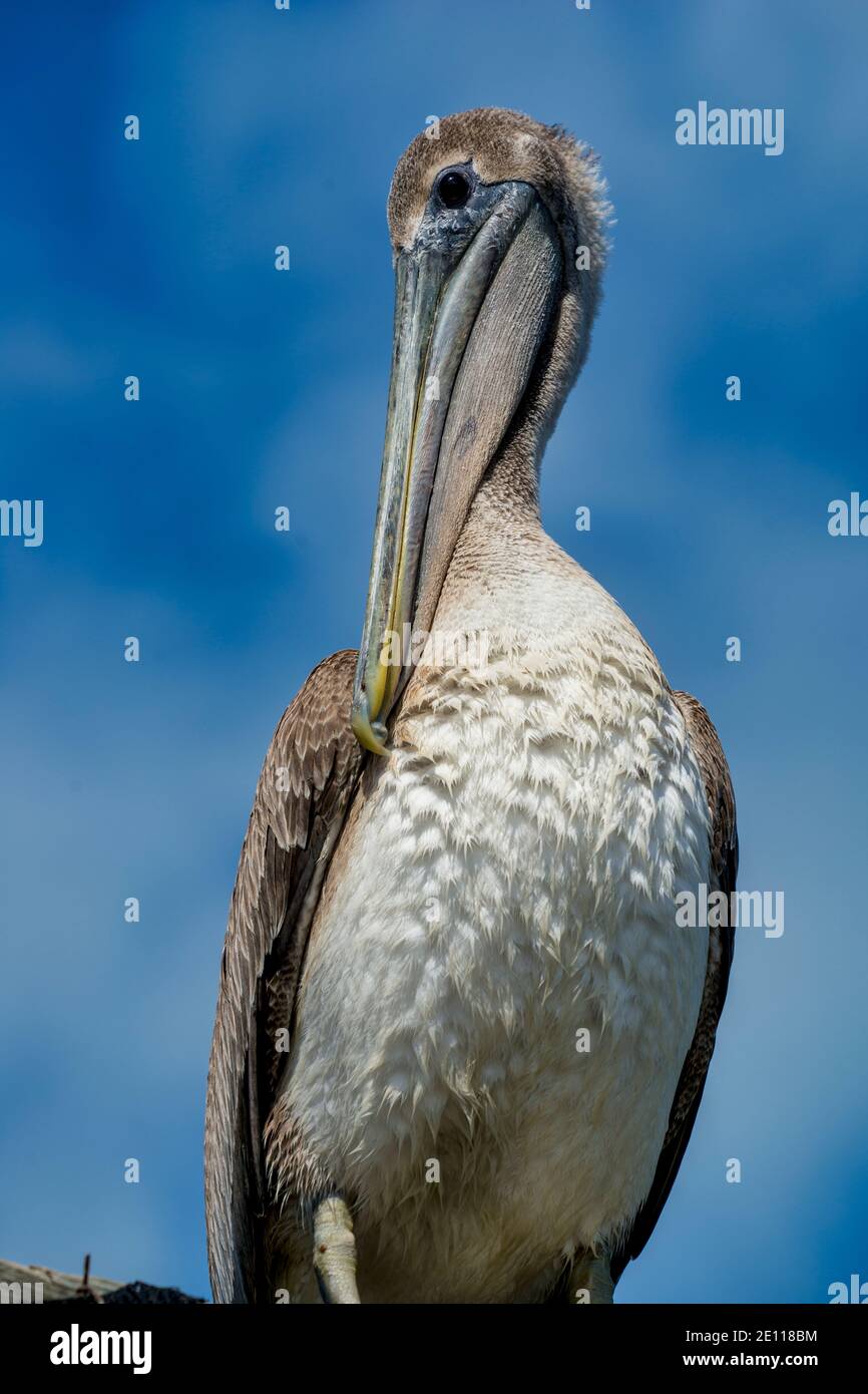 Laura quinn bird hi-res stock photography and images - Alamy