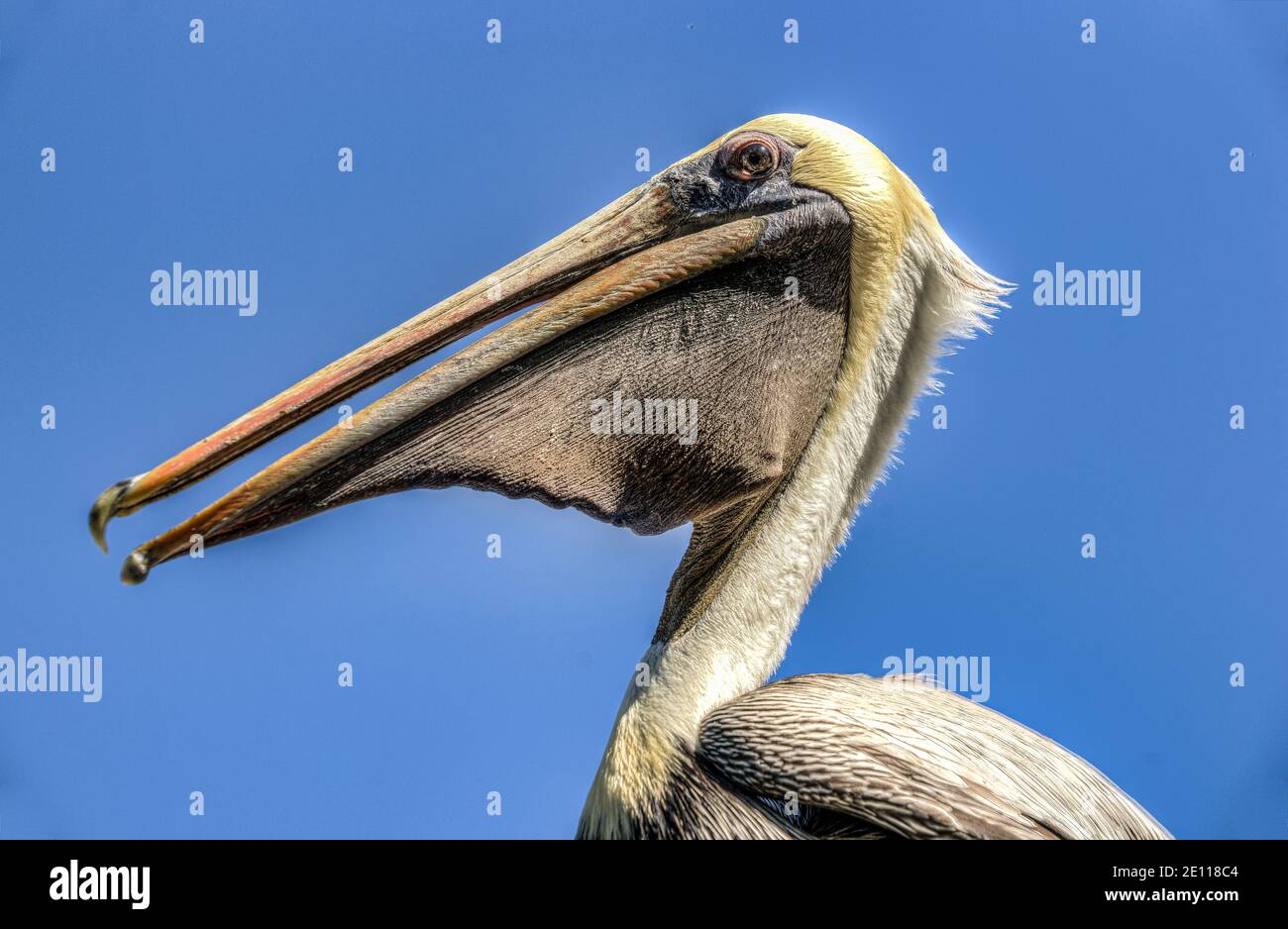 Laura quinn bird hi-res stock photography and images - Alamy