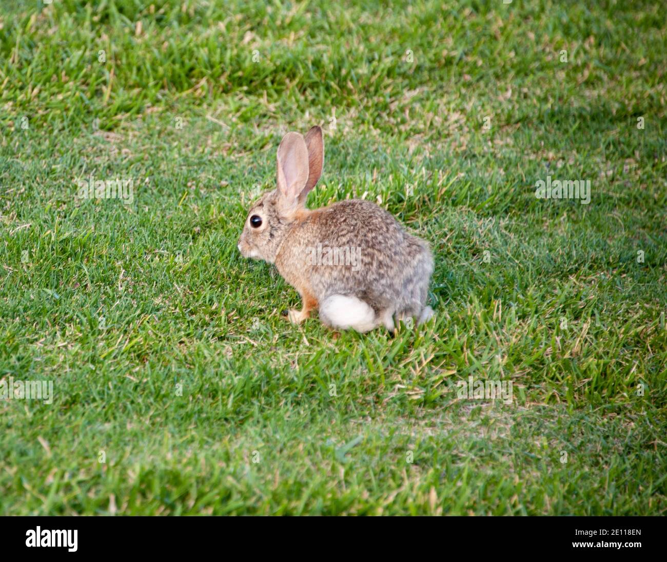 Baby cottontail rabbit hi-res stock photography and images - Alamy