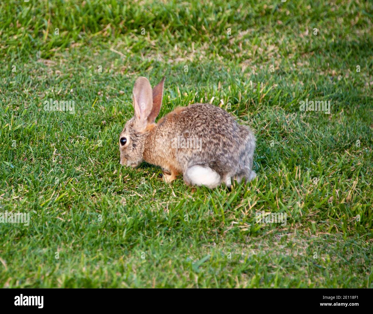 Cottontail rabbit eating hi-res stock photography and images - Alamy