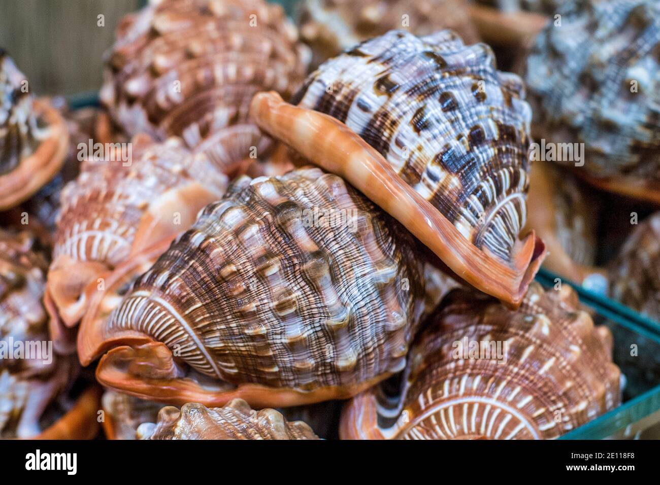 King Helmet shells outside a shop on Key Largo in the Florida Keys ...