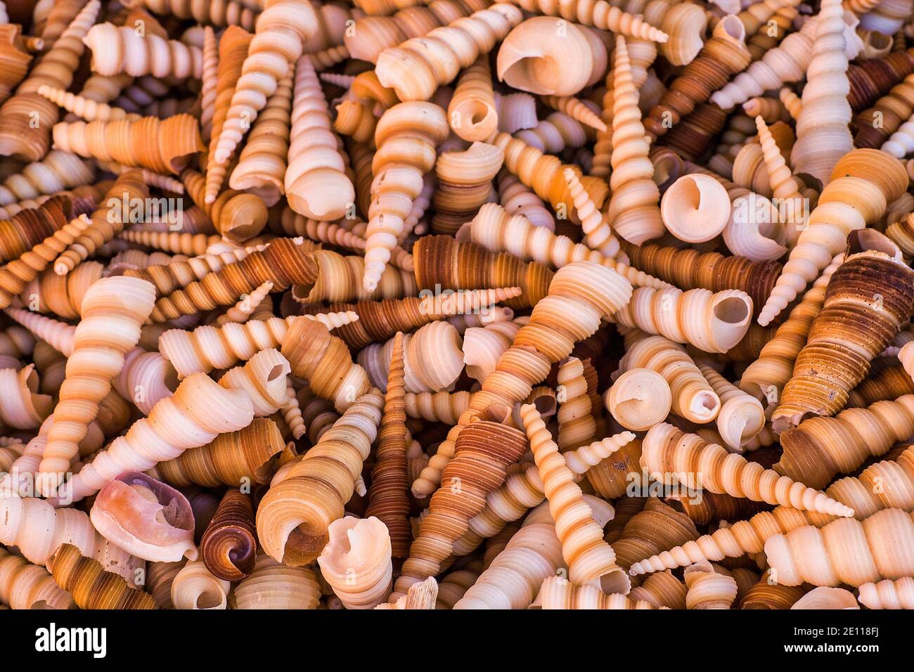 Turritella shells outside a shop on Key Largo in the Florida Keys Stock ...