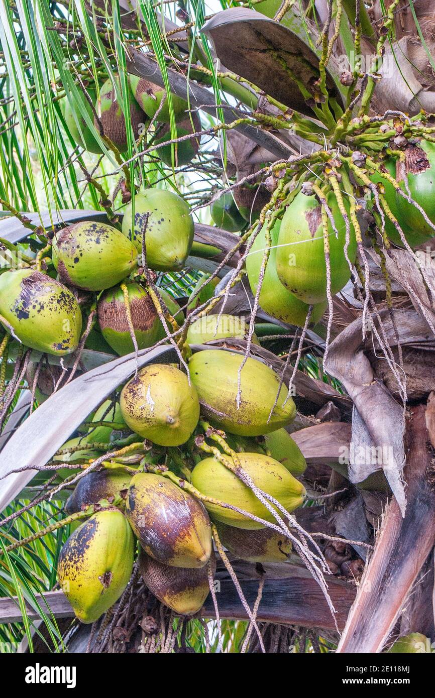 Cocunets growing in Key West, the Florida Keys Stock Photo - Alamy
