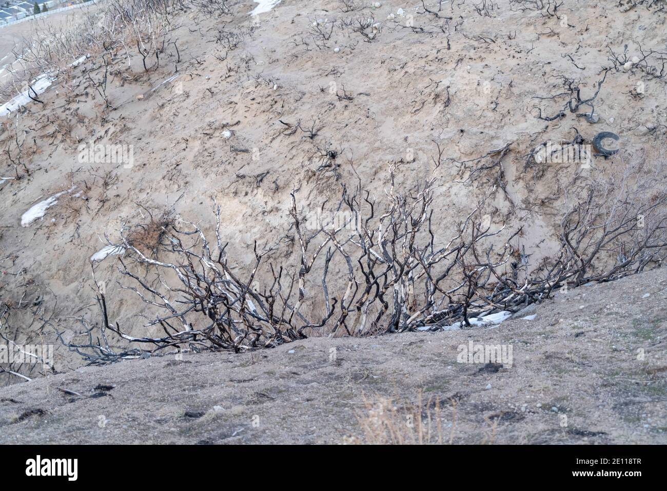 Branches of shrubs with no leaves growing on the landscape of South ...