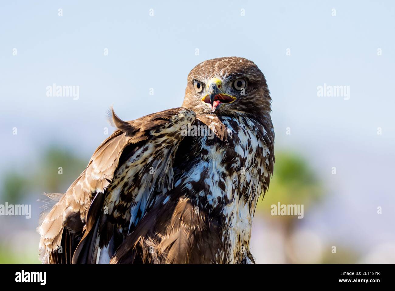 common buzzard, Steppe Buzzard Stock Photo - Alamy
