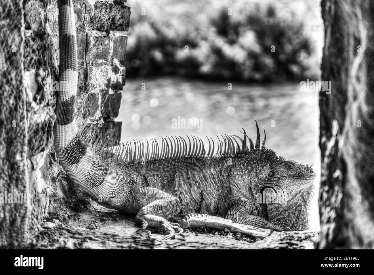An orange iguana suns itself in a gun port of the Civil War Fort ...