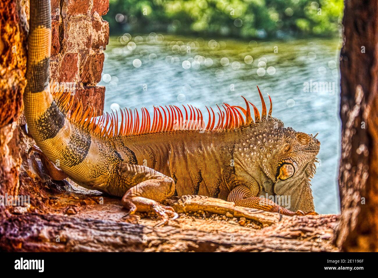 An orange iguana suns itself in a gun port of the Civil War Fort ...