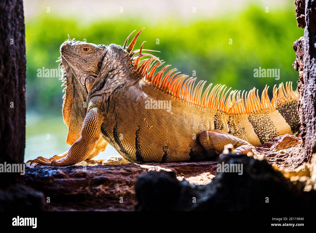 An orange iguana suns itself in a gun port of the Civil War Fort ...