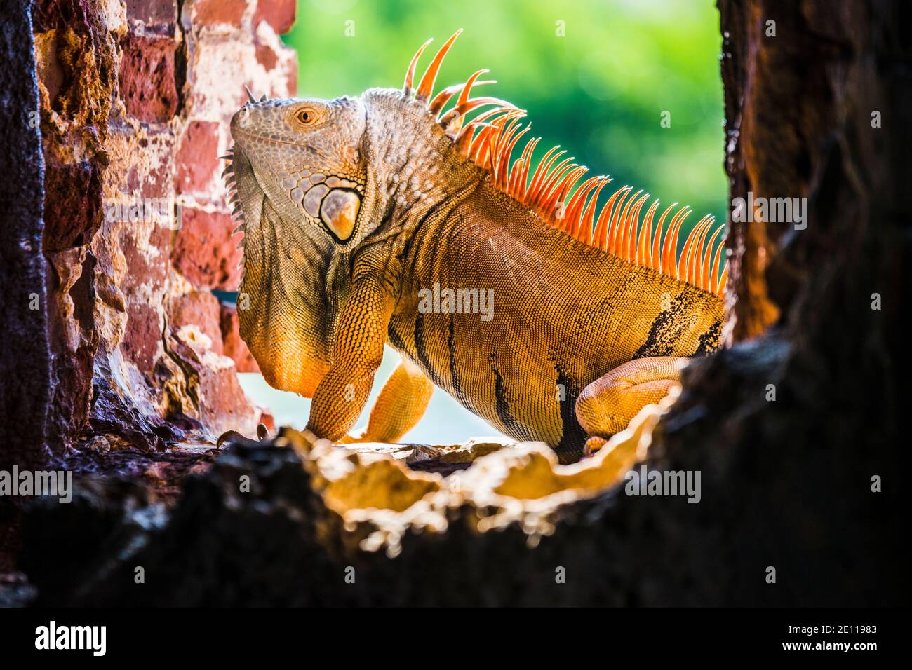 Closeup of an orange iguana sunning itself in a gun port of the Civil ...