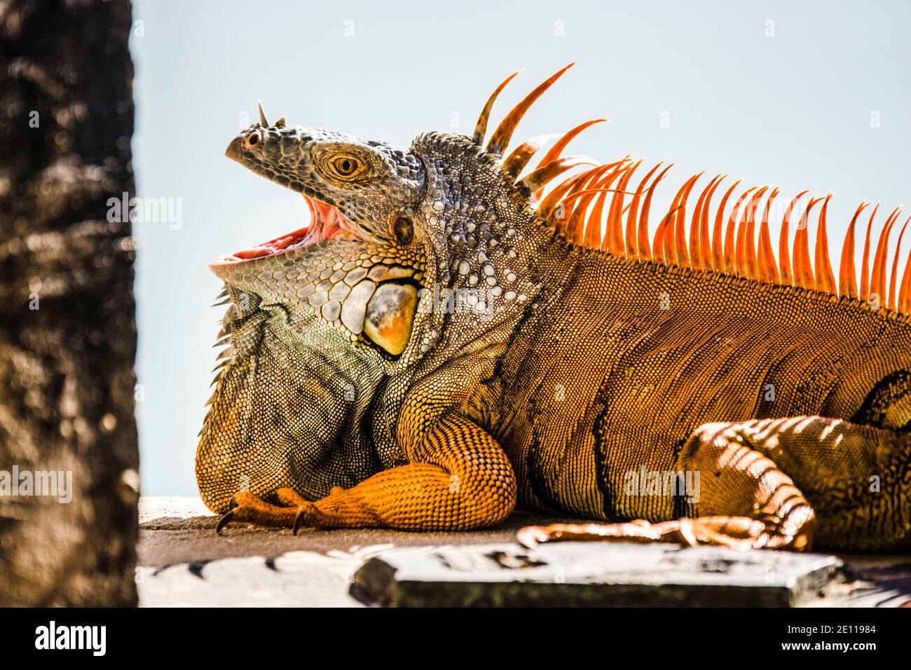 Closeup of an orange iguana sunning itself in a gun port of the Civil ...