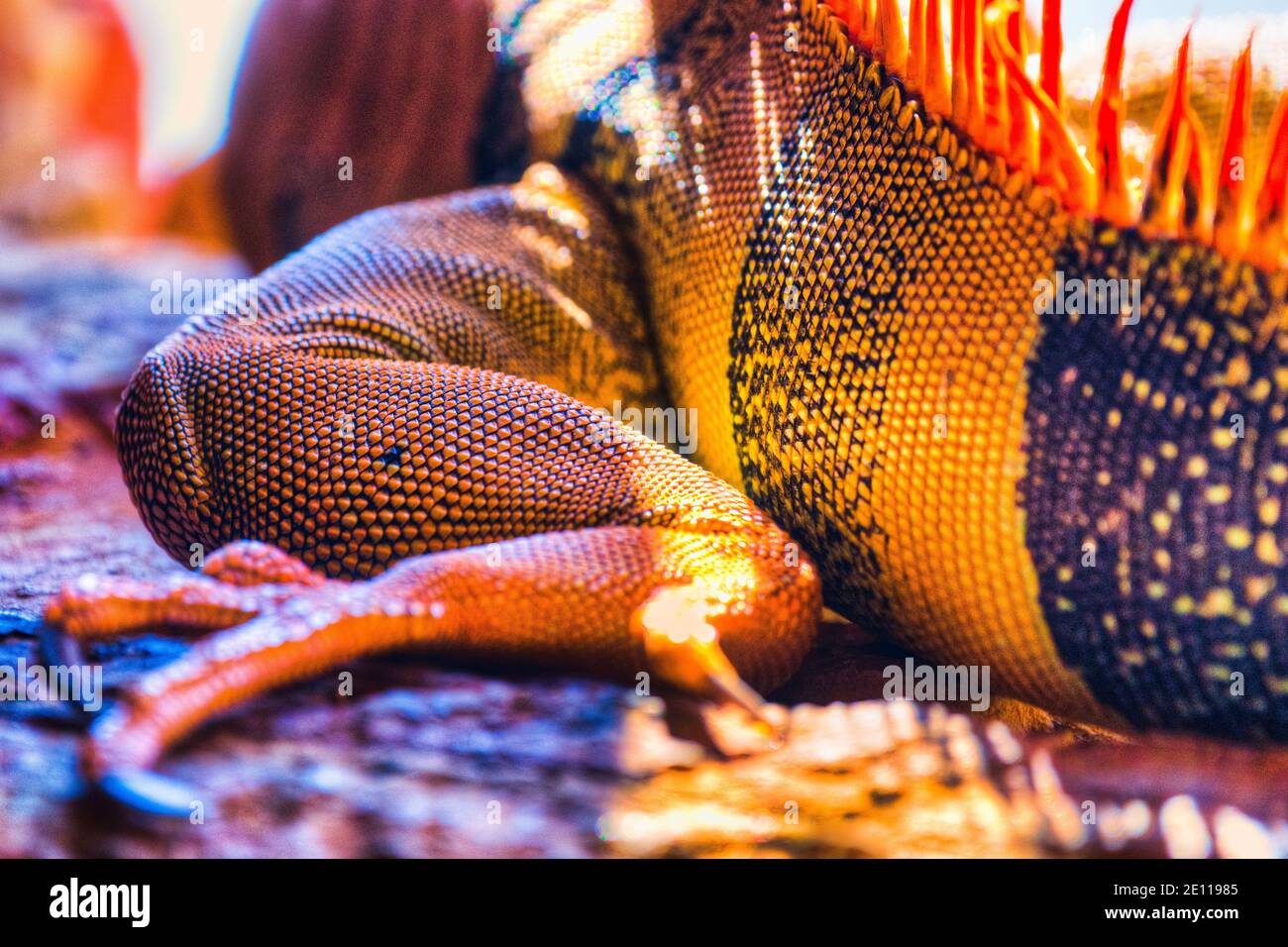 Reptile leg hi-res stock photography and images - Alamy