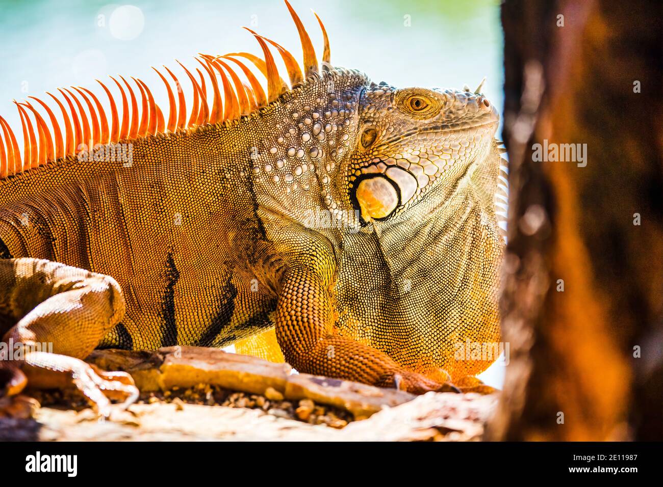 Closeup of an orange iguana sunning itself in a gun port of the Civil ...