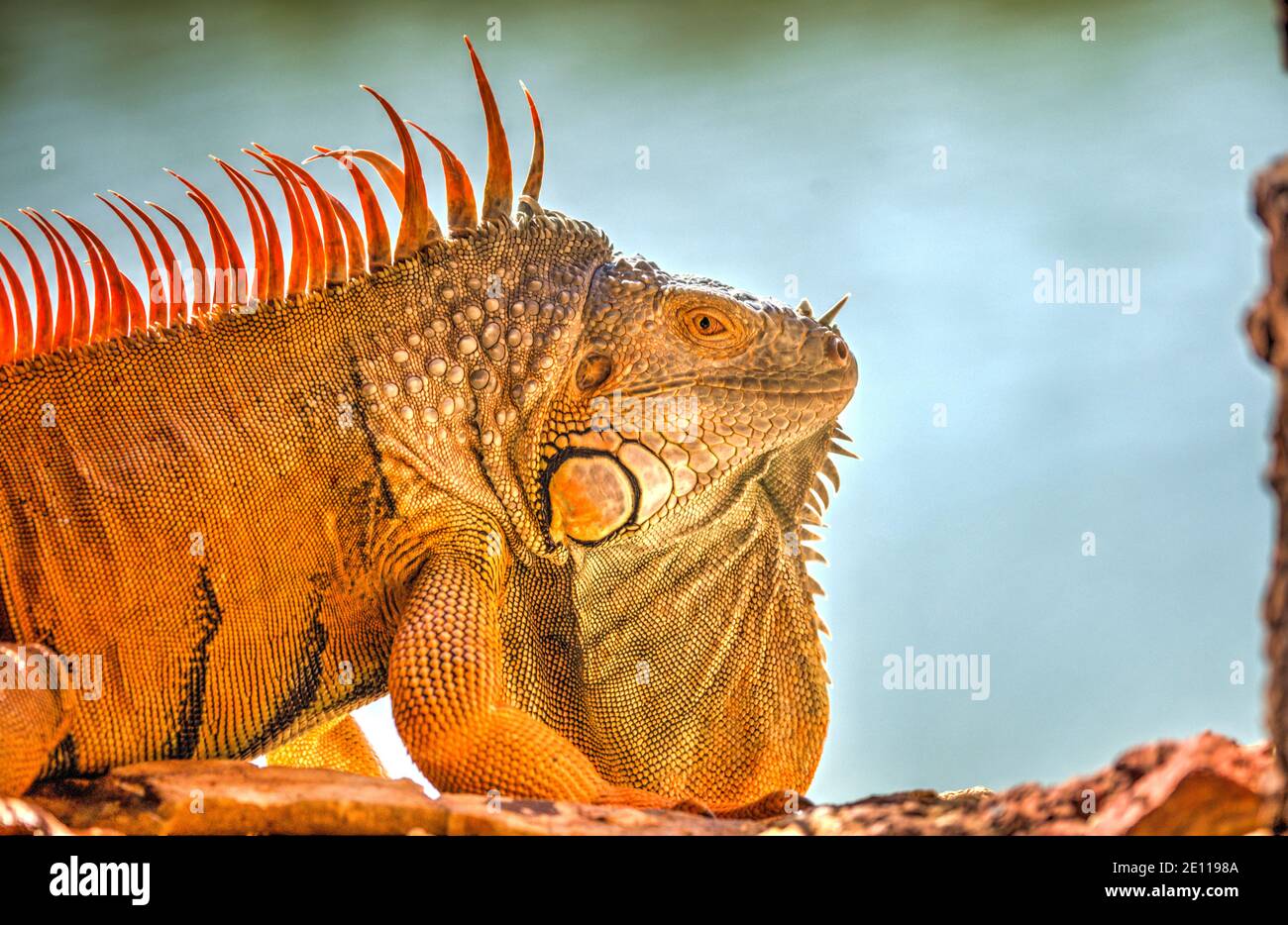 Closeup of an orange iguana sunning itself in a gun port of the Civil ...