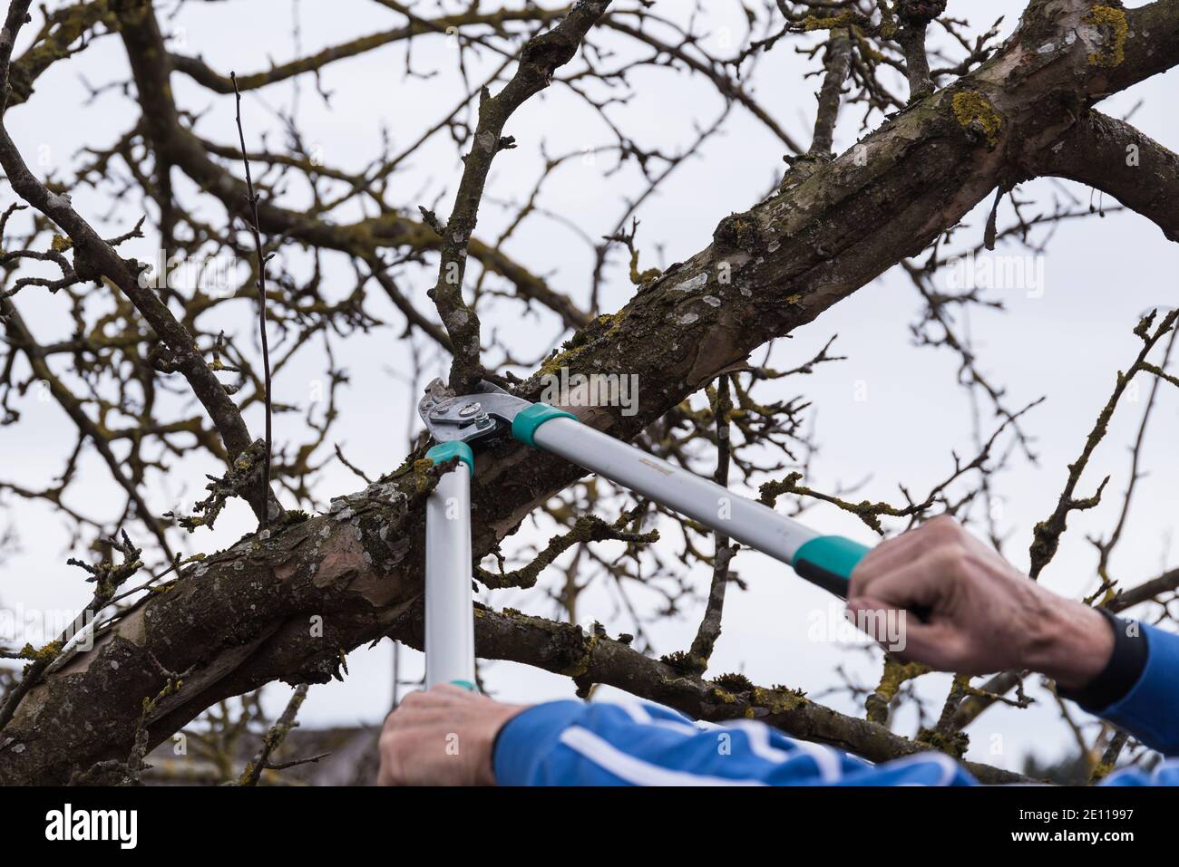 Prune apple tree winter hi-res stock photography and images - Alamy
