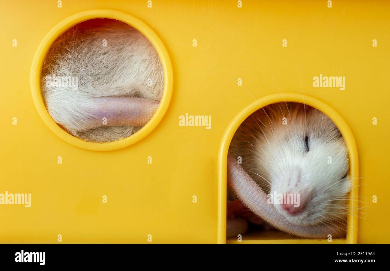 White mice sleeping hi-res stock photography and images - Alamy