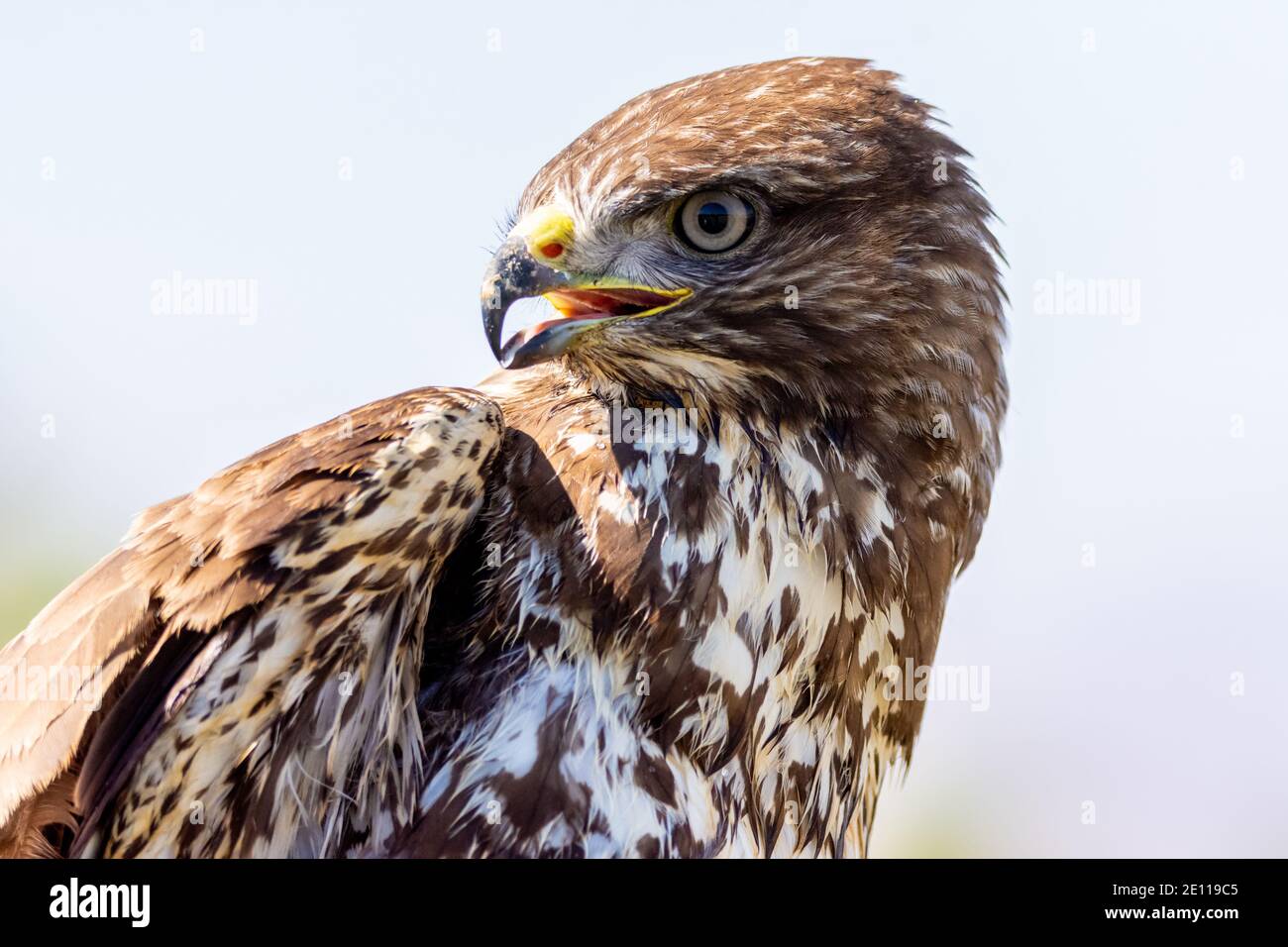common buzzard, Steppe Buzzard Stock Photo - Alamy