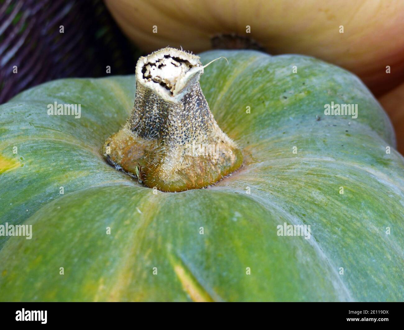 Pumpkin Detail, Macro Stock Photo - Alamy
