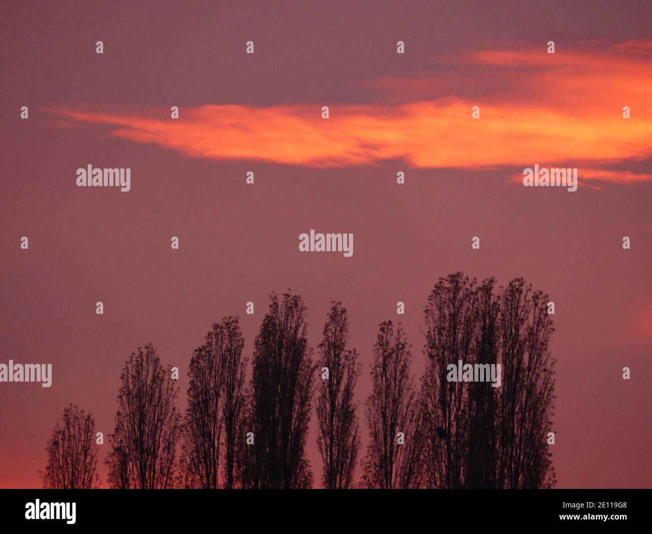 Bare Trees In Front Of Afterglow Sky, Orange Coloured Cloud Stock Photo ...