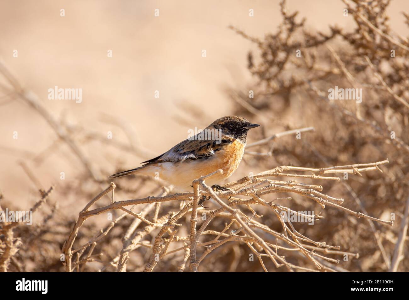 Desert wheatears hi-res stock photography and images - Alamy