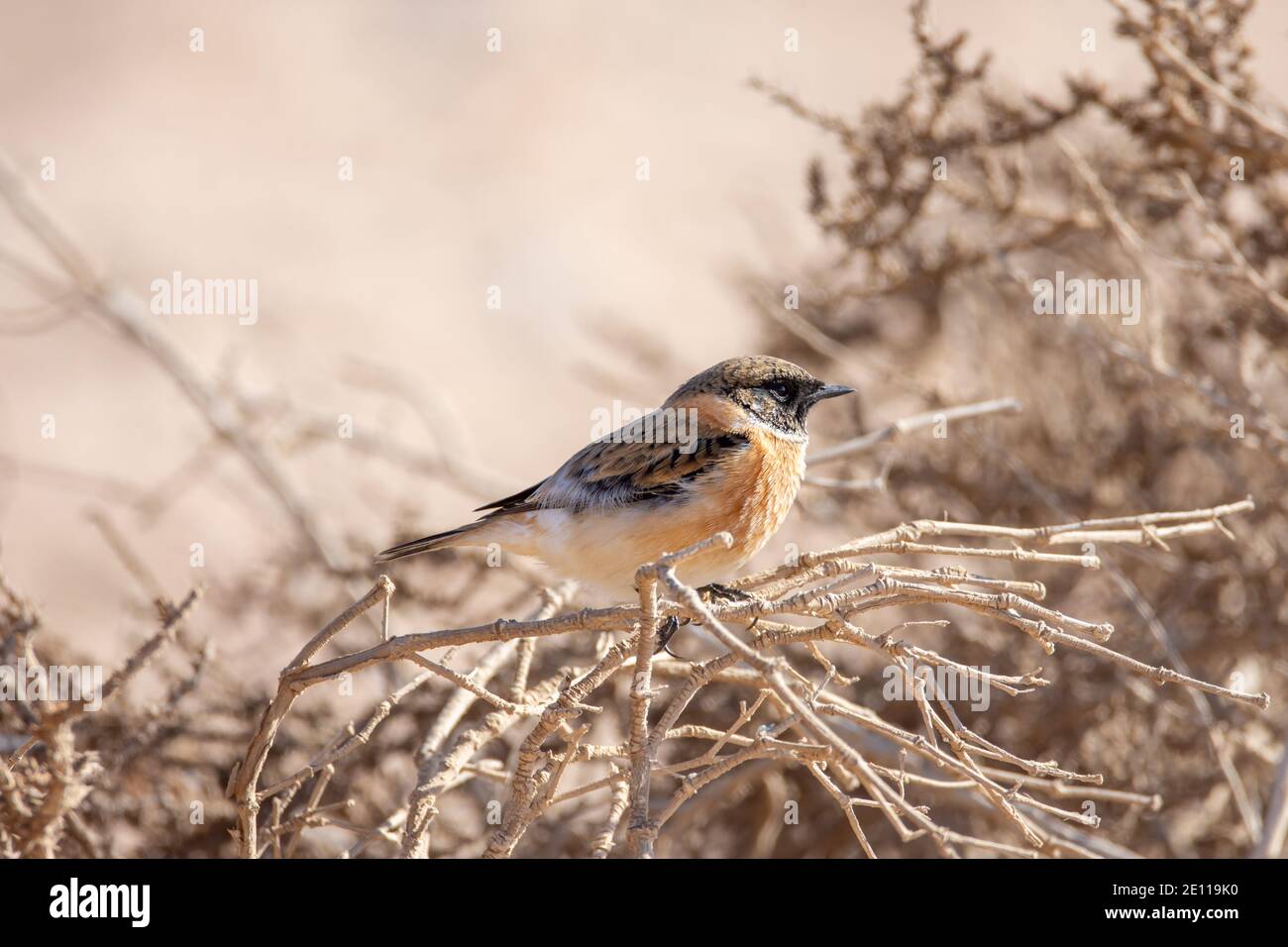 Desert wheatears hi-res stock photography and images - Alamy