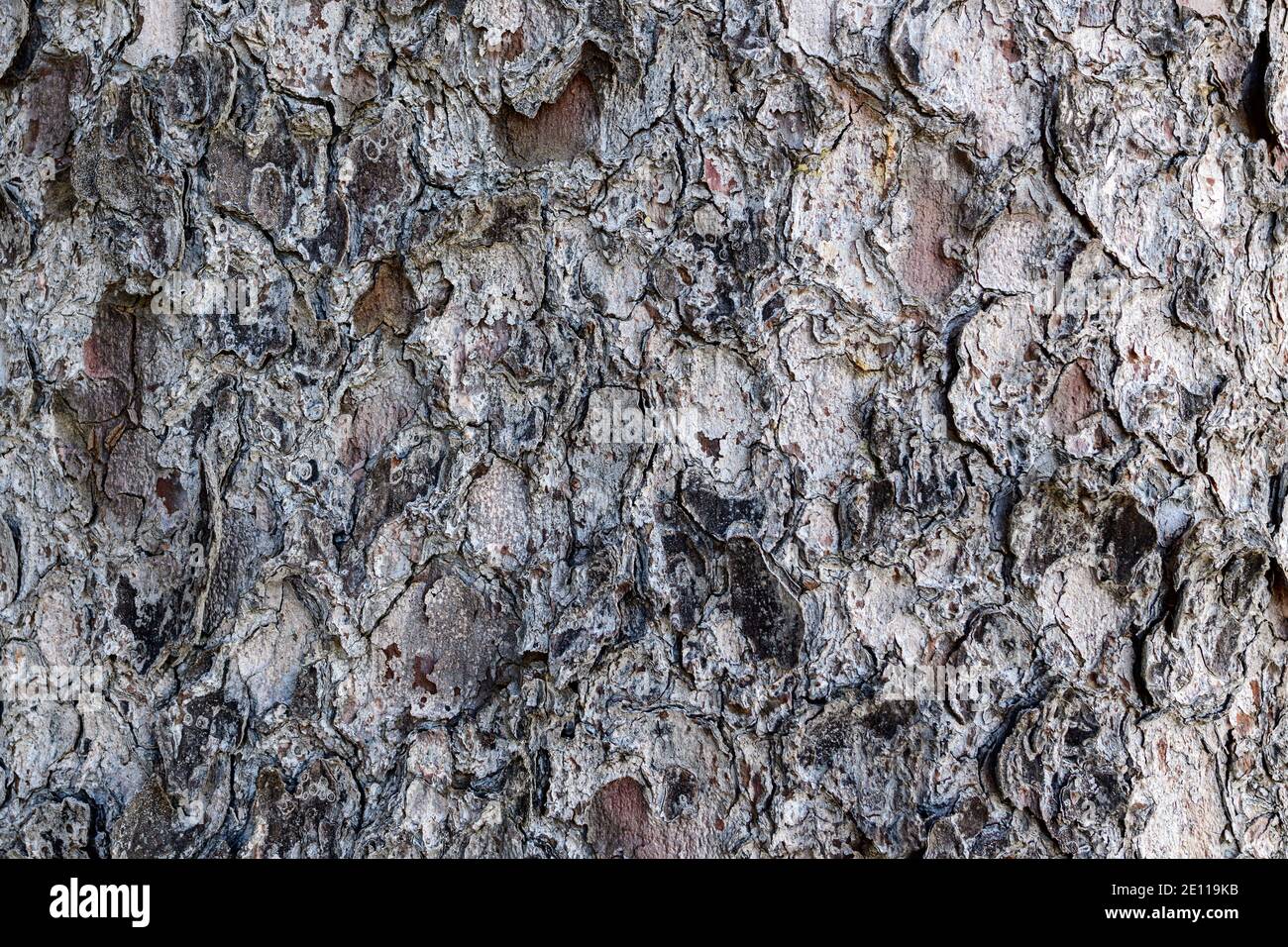 Pine tree bark patterns up close view Stock Photo - Alamy