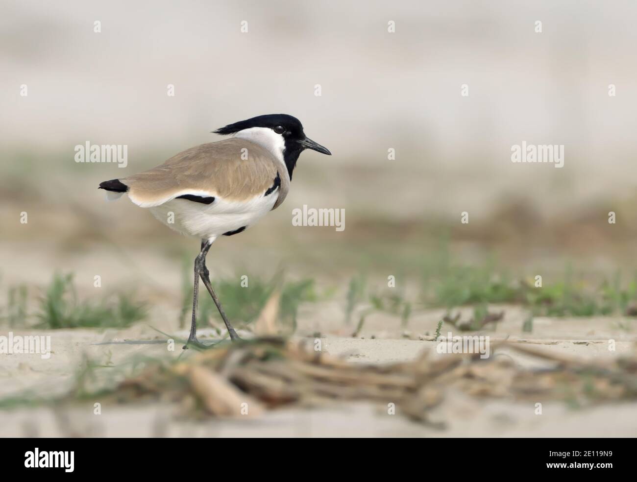 Indian migratory birds hi-res stock photography and images - Alamy