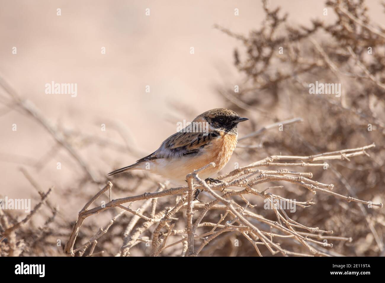 Desert wheatears hi-res stock photography and images - Alamy