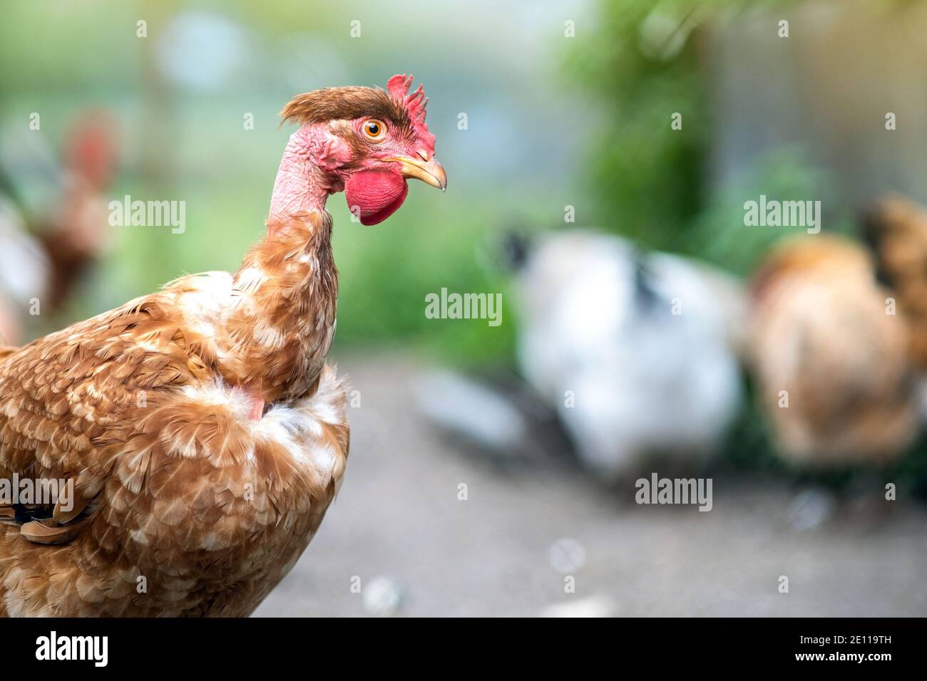 Closeup of domestic chicken feeding on traditional rural barnyard. Hens ...