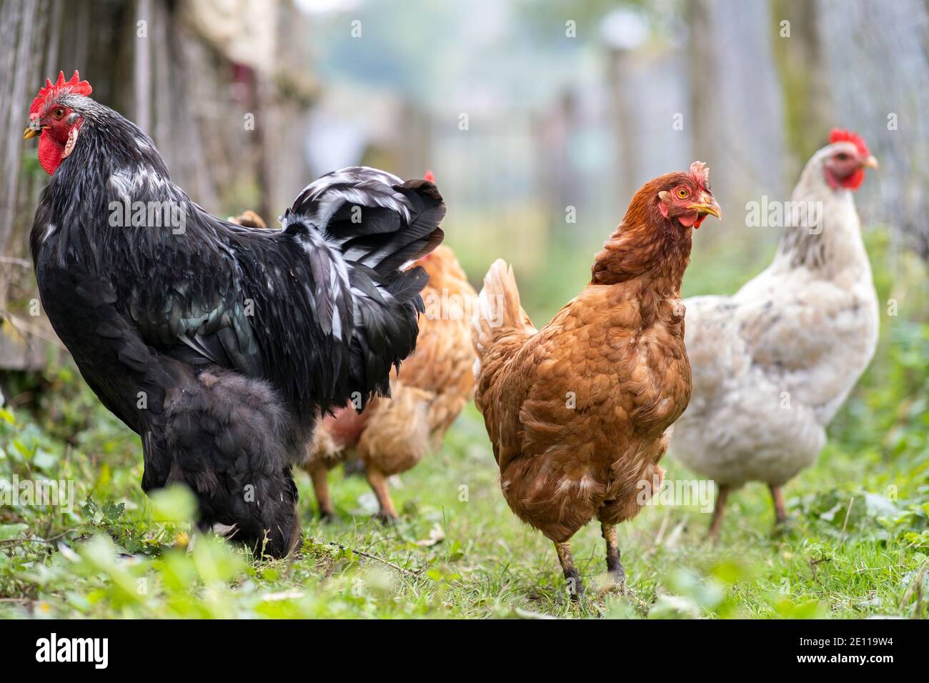 Closeup of domestic chicken feeding on traditional rural barnyard. Hens ...