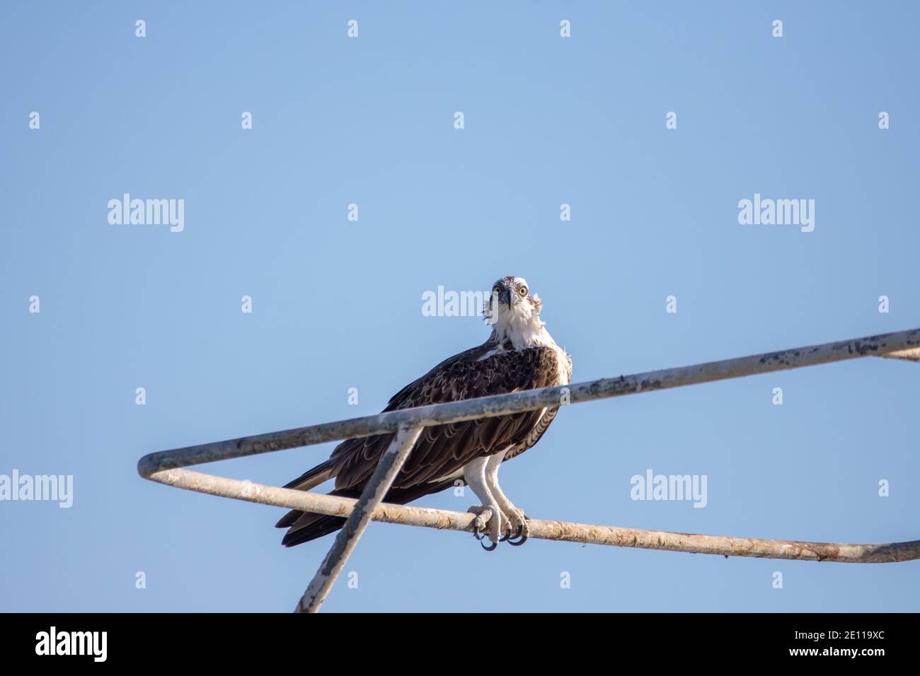 Osprey reef hi-res stock photography and images - Alamy