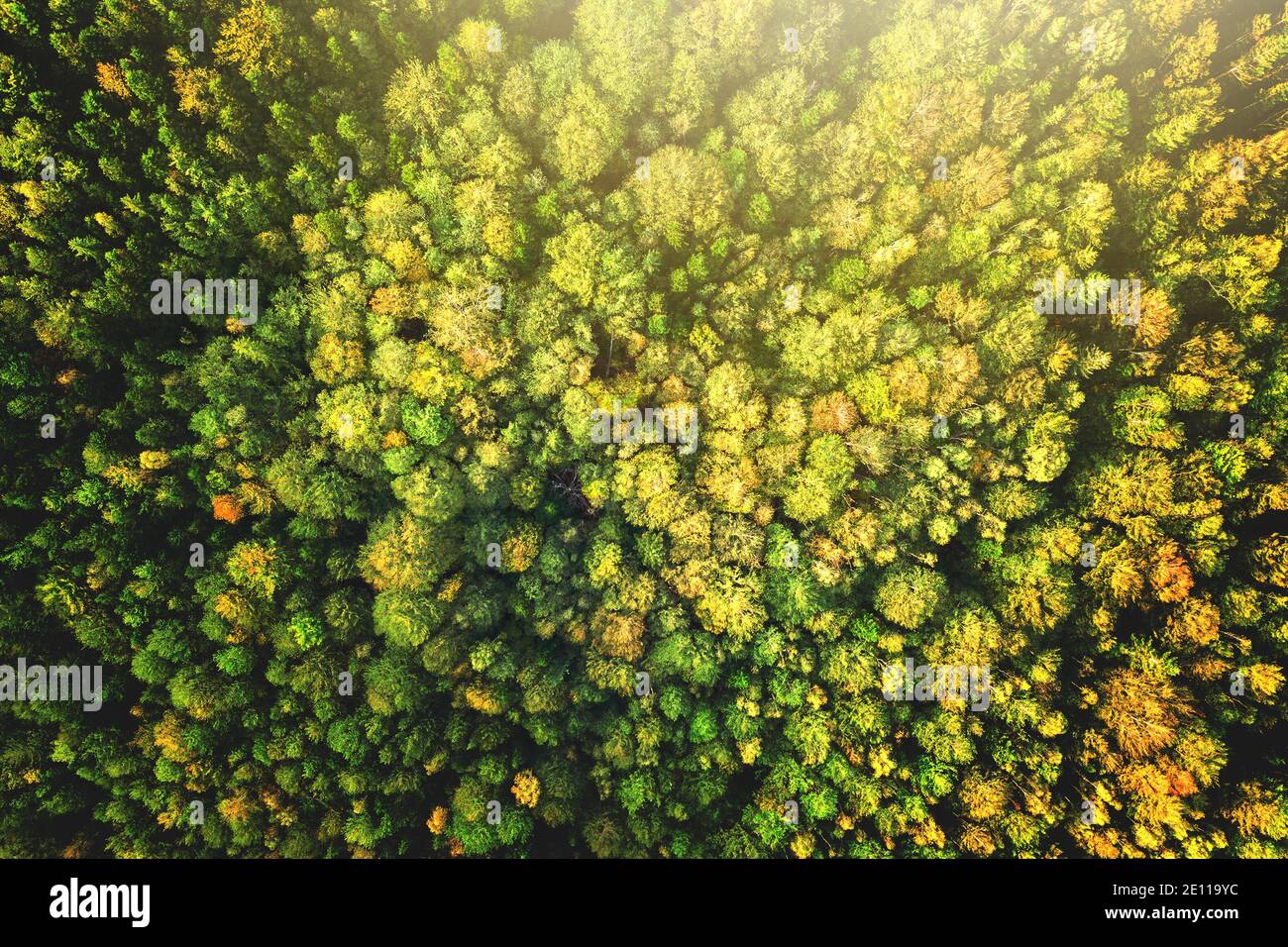 Top down aerial view of bright green spruce and yellow autumn trees in ...