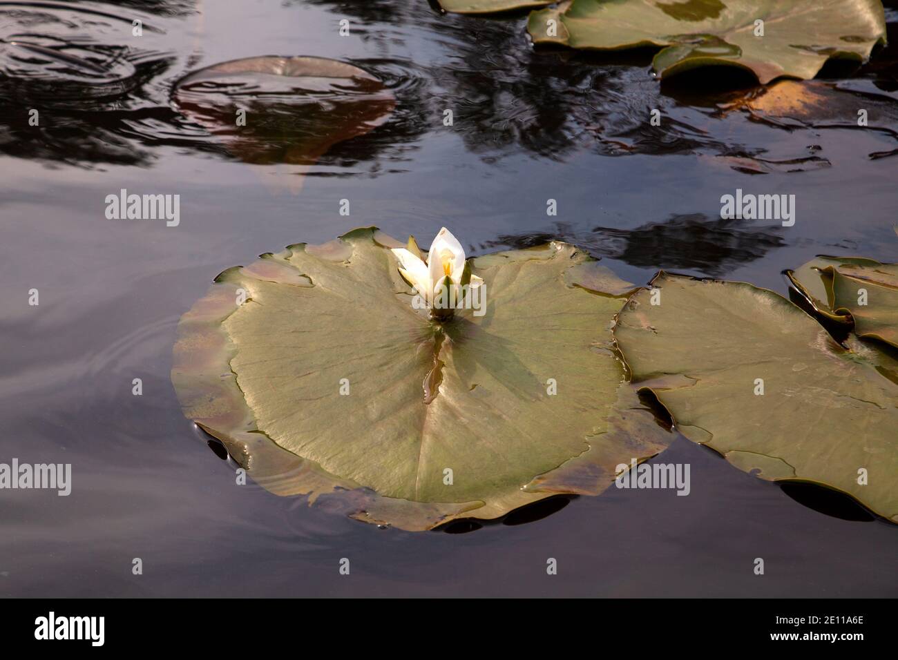 Lotus detail from a botanic garden in Turkey Stock Photo - Alamy
