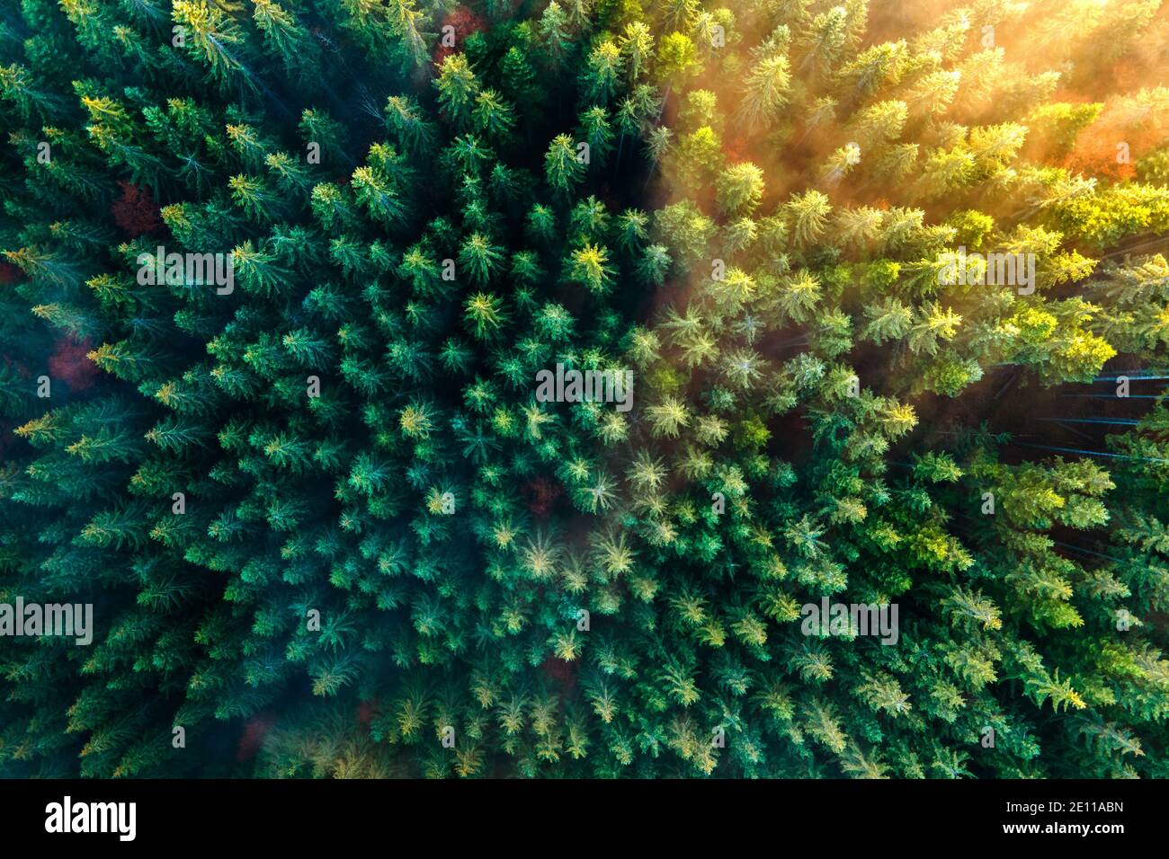 Aerial view of dense green pine forest with canopies of spruce trees and colorful lush foliage ...