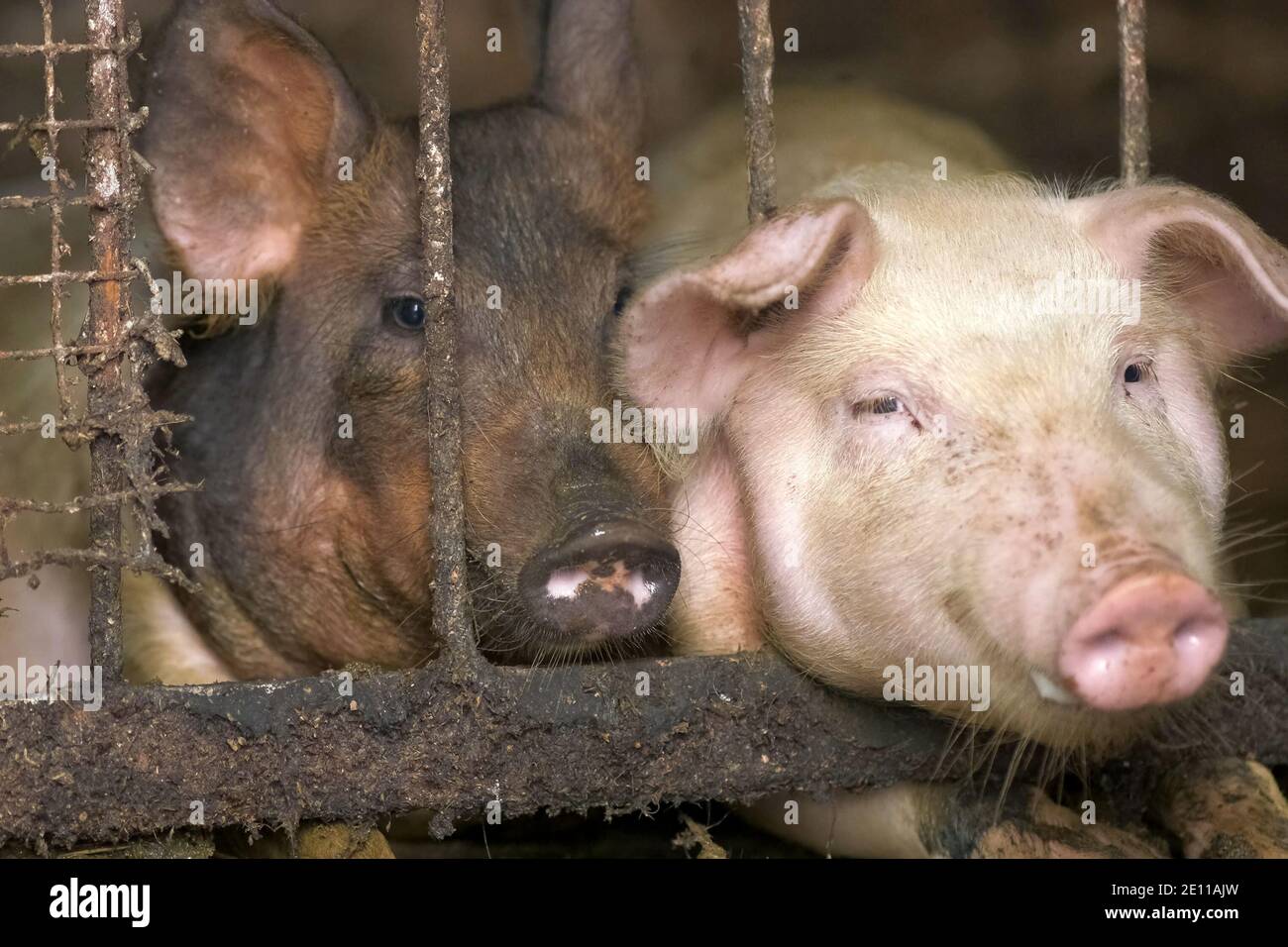 Two pigs barn farm hi-res stock photography and images - Alamy