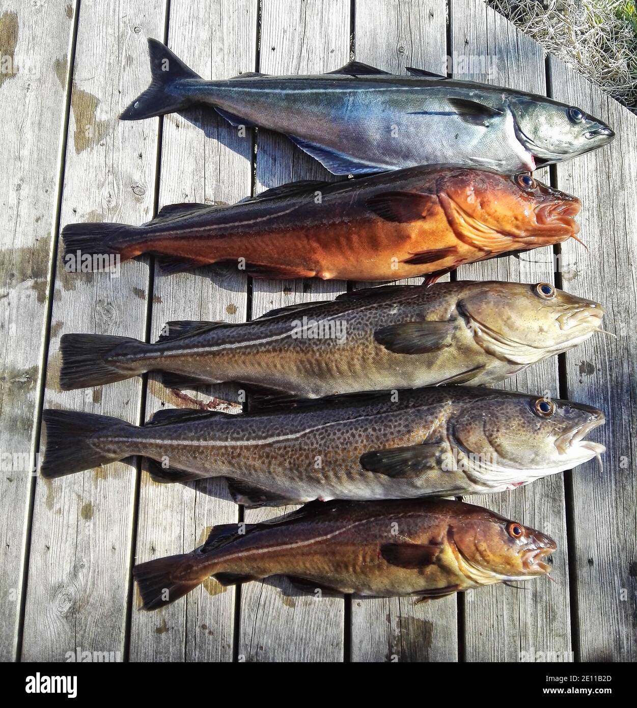 Atlantic Coads And Coalfish Stock Photo - Alamy