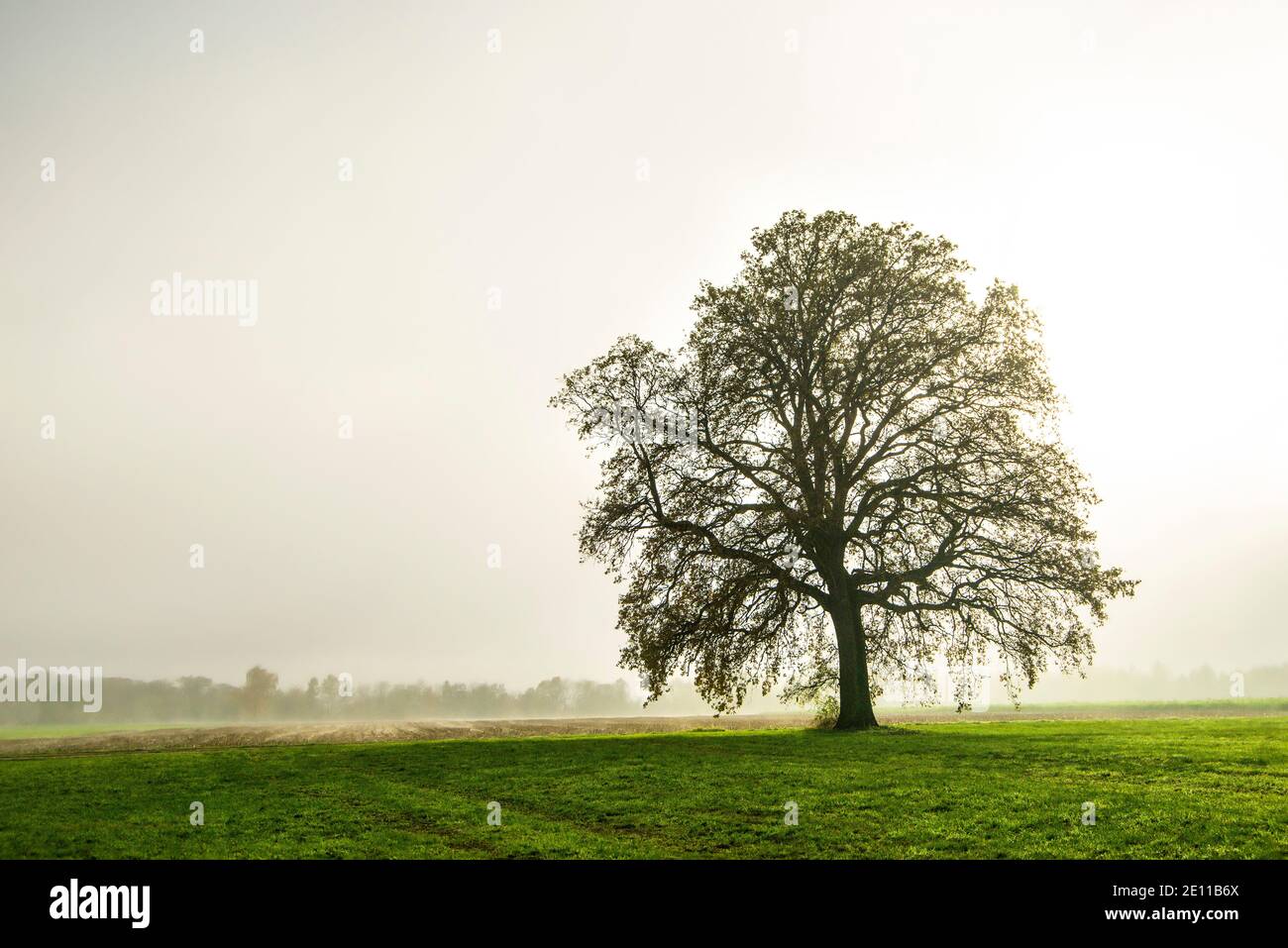Bald Lime Tree In Fog In Autumn Stock Photo - Alamy